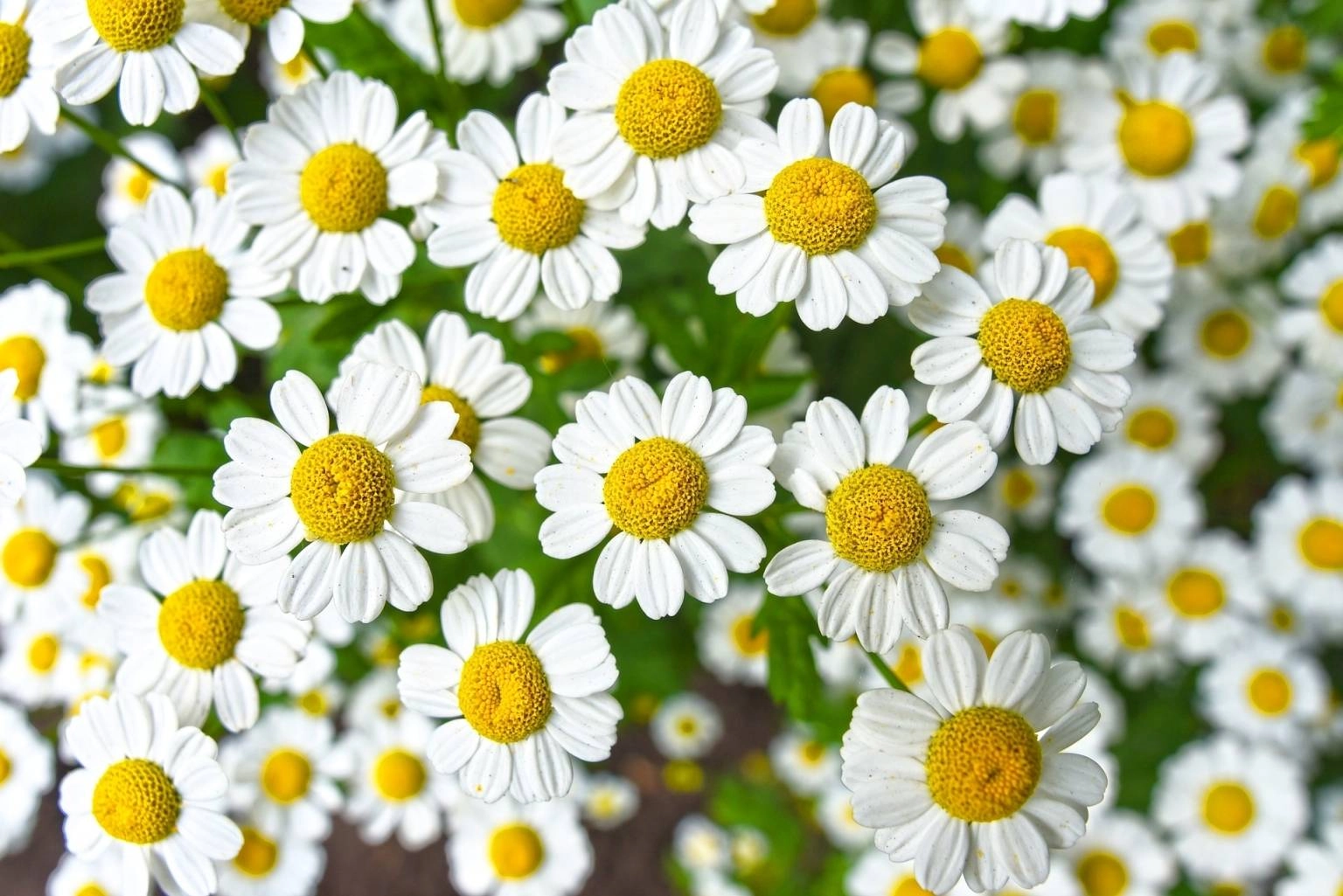 Rumianek - właściwości lecznicze i zastosowanie | Naturalnie o Zdrowiu