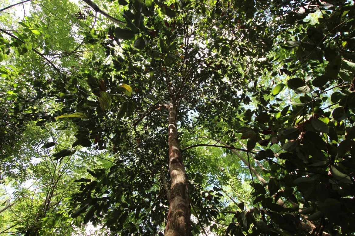 Jak rośnie cynamon? | Naturalnie o Zdrowiu